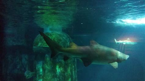 Sharks Sea Life London Aquarium Youtube