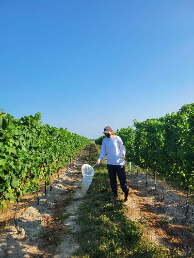 Enhancing Pollinator Conservation In Agricultural Euc York University