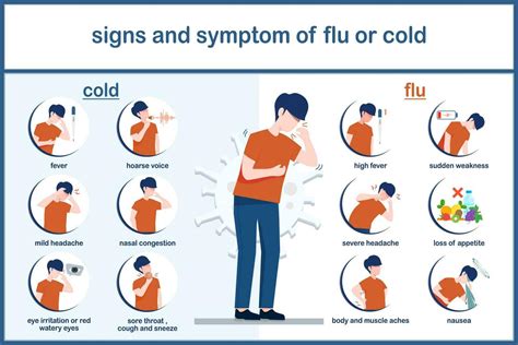 Vector Illustrations Of Cold And Flu Symptoms Infographic Of Difference
