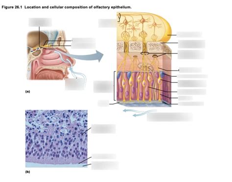 Olfactory Epithelium And Olfaction — Printable Worksheet