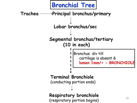Lungs Bp Segments Ppt Lung And Respiratory Health Diseases And