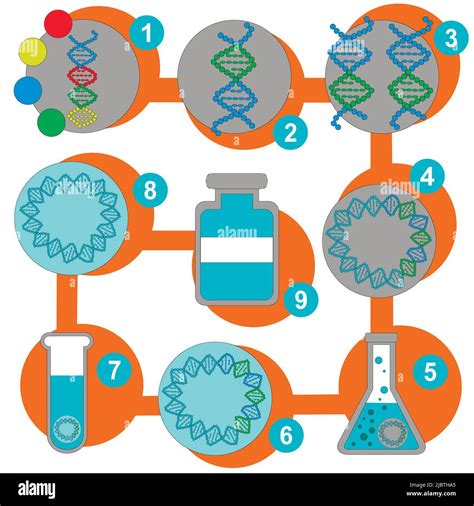 Recombinant Dna Vaccines