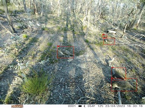 Developing An Artificial Intelligence Model For Wildlife Image Classification Tasmanian Land