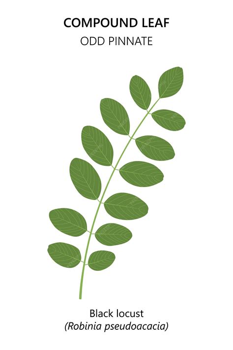 Pinnately Compound Leaf Diagram