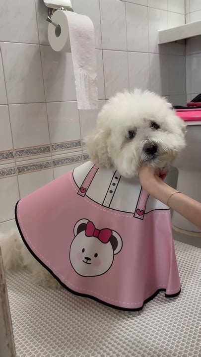 멍멍이 미용해유 Youtube