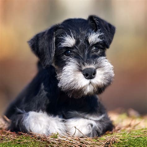 1 Miniature Schnauzer Puppies For Sale By Uptown Puppies