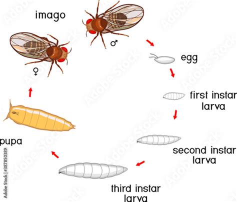 Life Cycle Of A Fly