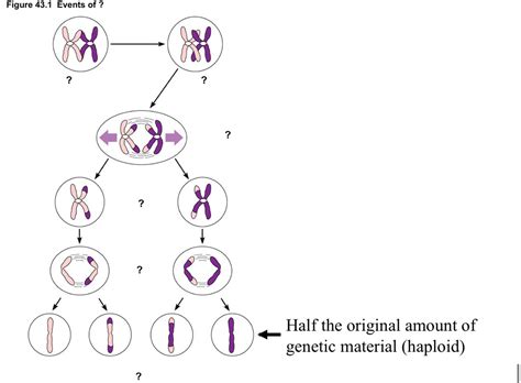 Events Of Meiosis Involving One Pair Of Homologous Chromosomes Diagram Quizlet