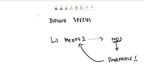 Solved In A Diploid Species Complete Nondisjunction During Meiosis I