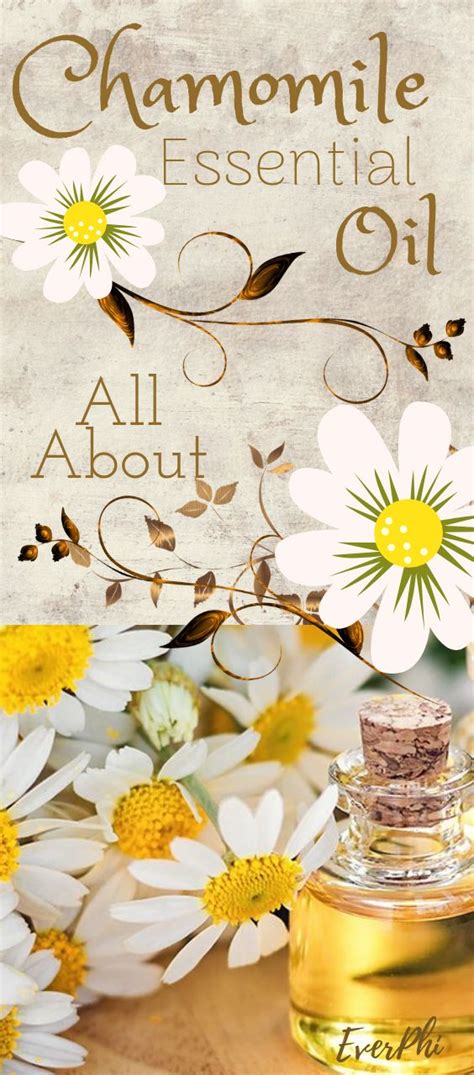 Chamomile Essential Oil Benefits And Uses