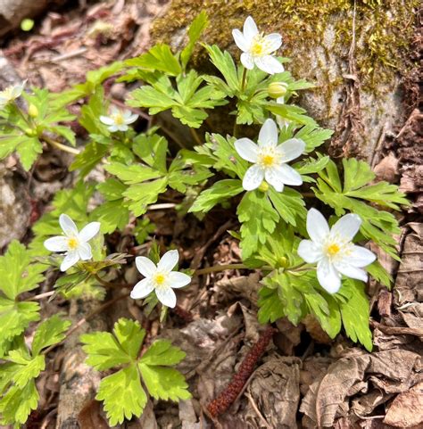 あなた自身との関係に、あなたの人生との関係に愛があるなら、 それはあなたを敬うことであり～ マイケルローズjapan のブログ
