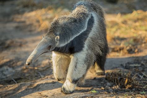 Giant Anteater Returns To A Brazilian State 130 Years After Going