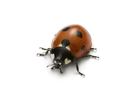 Yes There Are Actually ‘bad Ladybugs—heres What To Do About Them