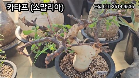 아프리카 식물 희귀식물 전문점 Youtube