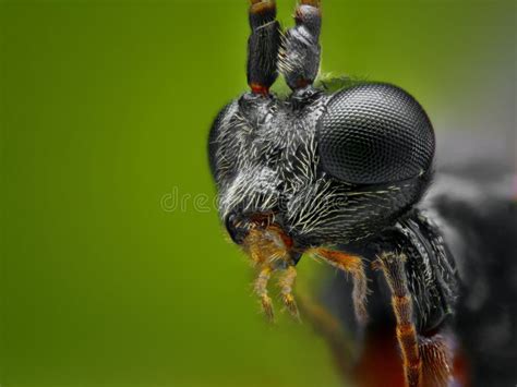 Small Wasp Head Taken With Microscope Objective Stacked From Many Shots Stock Image Image Of