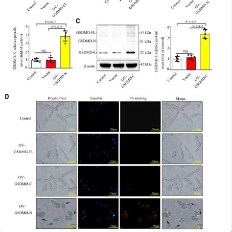 Casp11 Caspase 11 Cleaves Gsdmd Gasdermin D In Cardiomyocytes