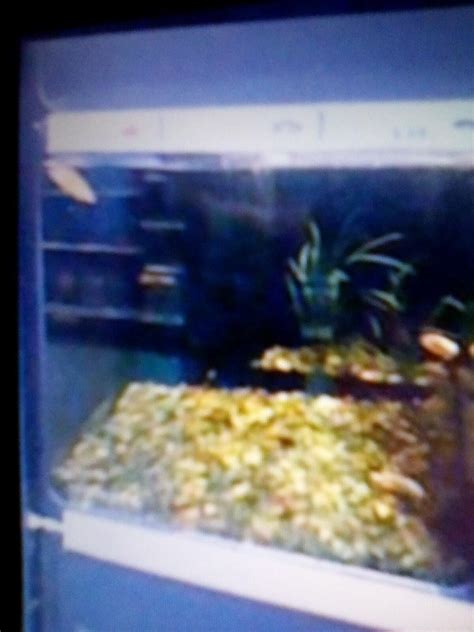 Dead Fish In Meijer Raquariums