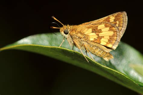 The First Computer Bug Was Actually A Real Bug Twistedsifter