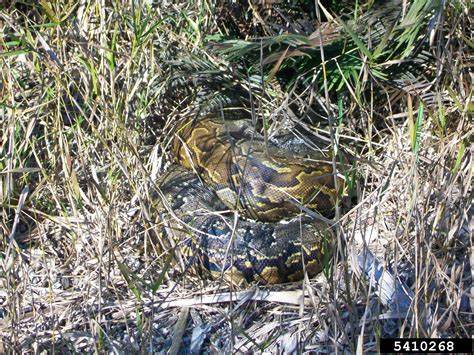 Pythons Genus Python Daudin 1803