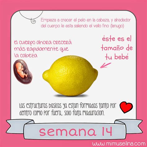 Semana 14 Embarazo Tamaño Y Evolución Del Bebé Mimuselina Blogs De