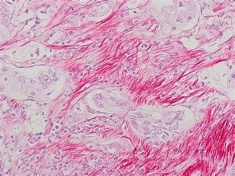 Histology Humanitas Research