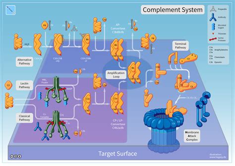 Analytes In Clinical Chemistry Chemistry Is Fun