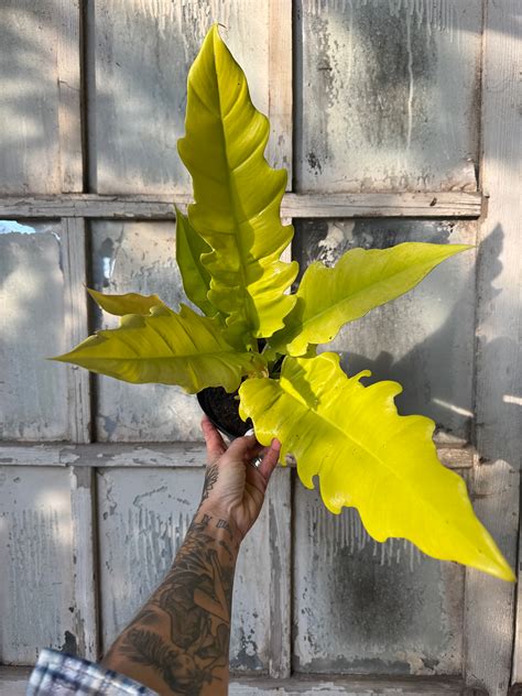 6” Philodendron Golden Crocodile The Rooted Beauty