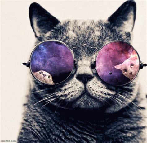 Galaxy Kitty  Galaxy Kitty Love Discover And Share S