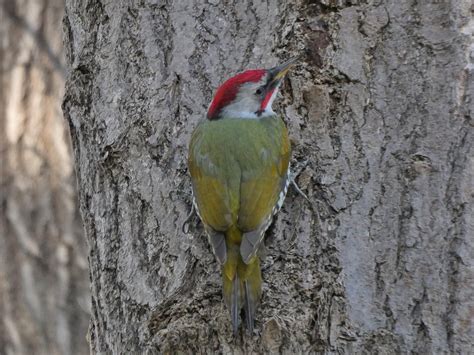 野鳥シリーズ③ アオゲラ キツツキの中で大型のアオゲラですあまり人がいない早朝は地面に降りて土中の虫をくちばしでつついて食べ歩く姿を