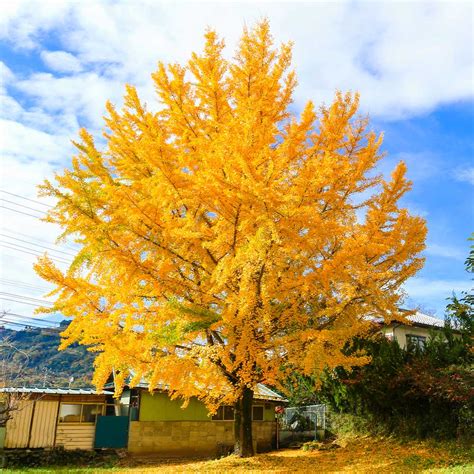 Ginkgo Trees For Sale