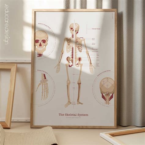 The Skeletal System Educare Design