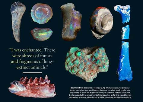 Opalised Dinosaur Bones Know Your Bones What Is A Real Fossil