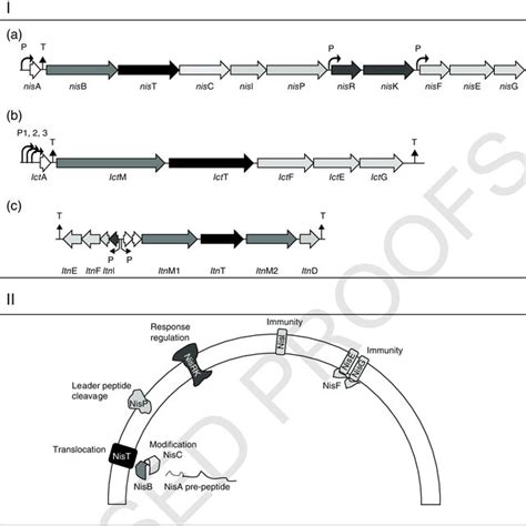 1 Classes Of Bacteriocins Produced By Lactic Acid Bacteria Lab Download Table