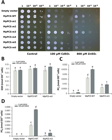 Yeast Complementation Assay And Thiol Peptide Quantification A Yeast Download Scientific