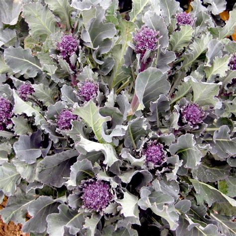 Broccoli Santee F1 Sprouting Seeds Dobies