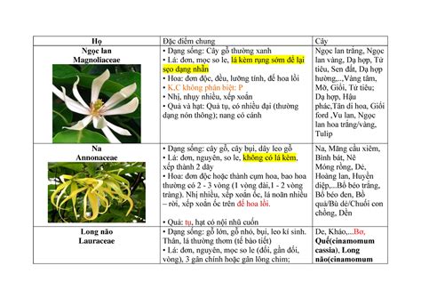 Lớp Ngọc Lan Lớp Ngọc Lan Họ Đặc điểm Chung Cây Ngọc Lan Magnoliaceae Dạng Sống Cây Gỗ