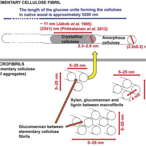 Illustrations Of An Elementary Cellulose Fibril And Macrofibrils Of Download Scientific Diagram