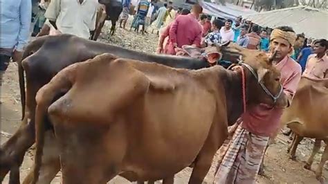 গরুর হাট নওগাঁর ঐতিহ্যবাহী সতী হাট থেকে হাড্ডিসার গাভী গরু Youtube