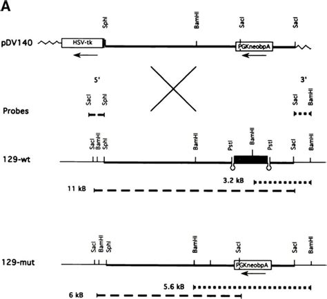 Targeting Strategy And Confirmation Of Gene Targeting Event A Download Scientific Diagram