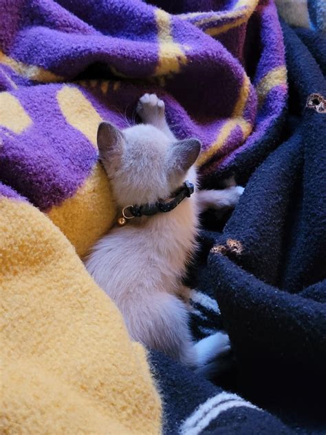 My Cat When She Was A Kitten R Illegallysmolcats