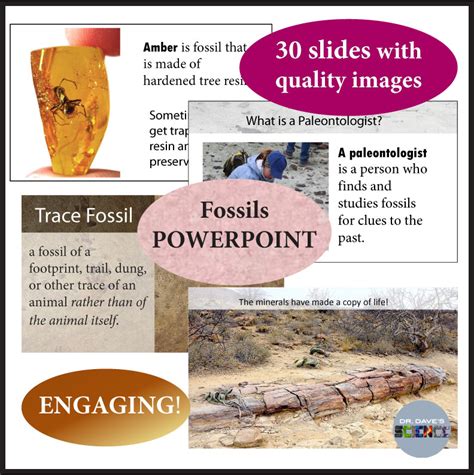 fossils unit and types of fossils unit bundle made by teachers