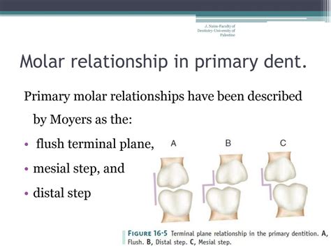 Introduction To Oral And Dental Anatomy And Morphology Ppt Download