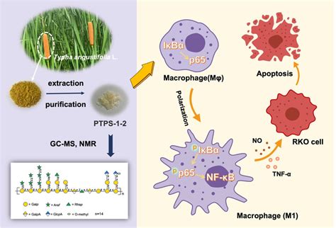 我校王顺春研究员团队在Carbohydrate Polymers发表论文揭示中药蒲黄中阿拉伯半乳聚糖在肿瘤免疫方面的作用机制