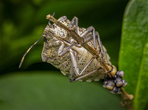 Shield Bug By Chavender Ephotozine