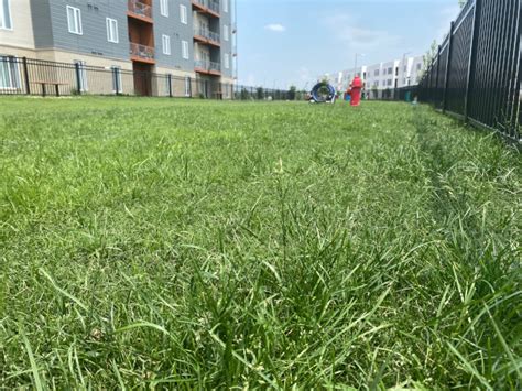 The Backyard Apartments Caddetails