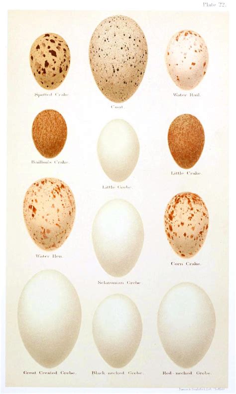 Bird Eggs Identification Chart
