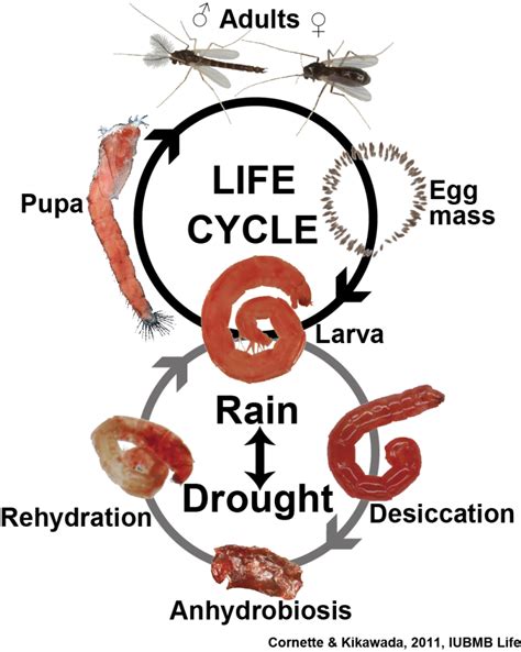 Midge Fly Life Cycle