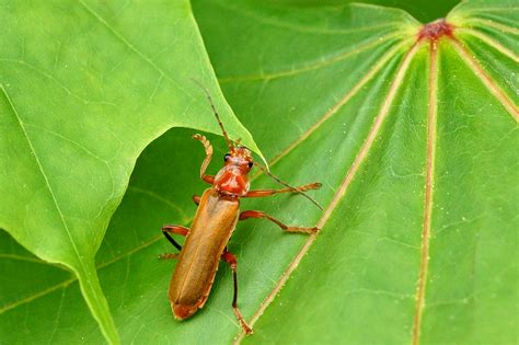 Understanding Build Time Vs Runtime Environment Variables In