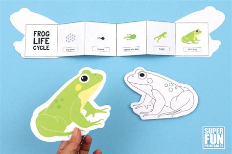 Frog Life Cycle Booklet Super Fun Printables