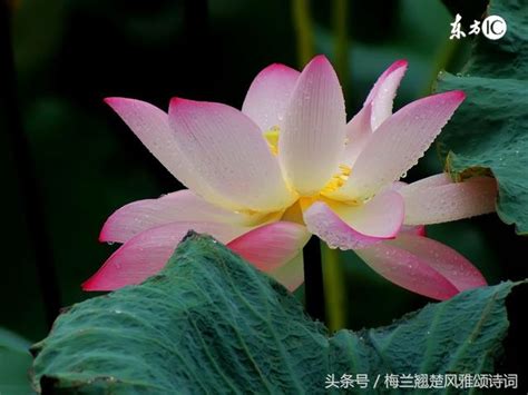 風雅頌詩詞丨立地高聲方吐氣丨頂天不語更揚眉 每日頭條
